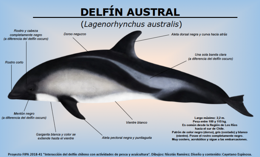 Delfín - Proyecto FIPA - Ceaza