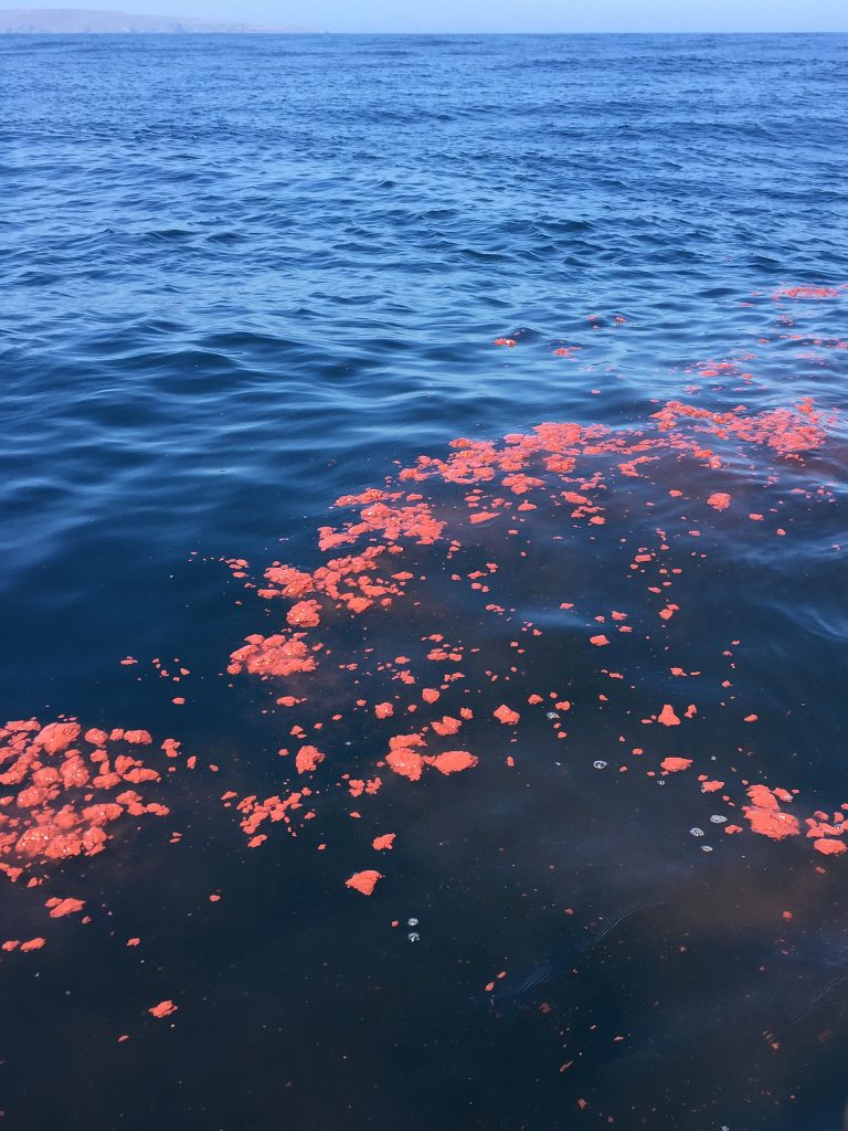 ¿Qué podemos aprender de la caca de las ballenas? - La Voz del Norte